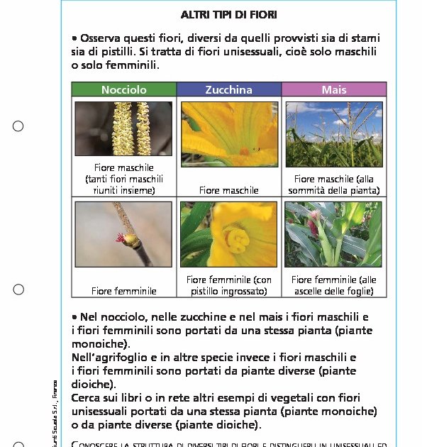 Altri tipi di fiori | Giunti Scuola
