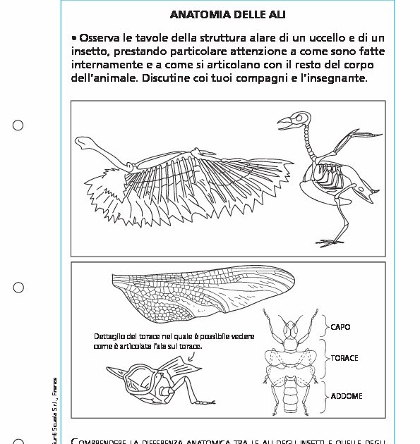 Anatomia Delle Ali Degli Uccelli Il Volo Blu Animale Di Libertà