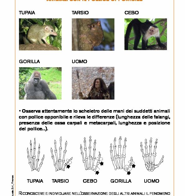 Animali con il pollice opponibile | Giunti Scuola