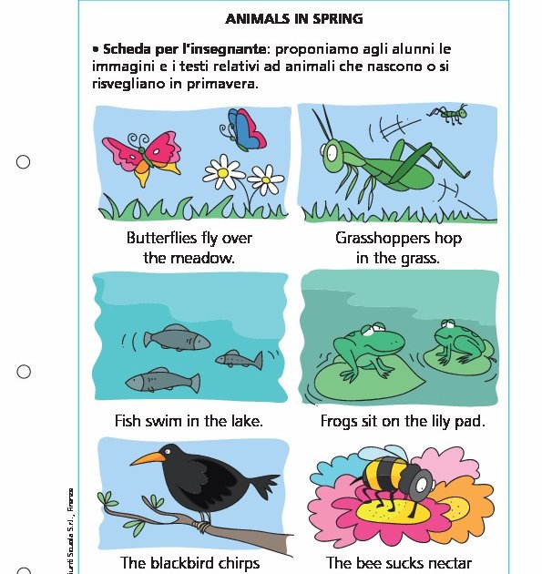 Animals in spring | Giunti Scuola