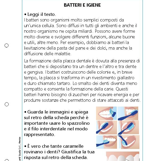 Tre Forme Di Batteri Ed Esempi