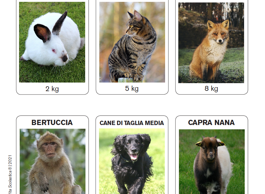 Cards degli animali | Giunti Scuola