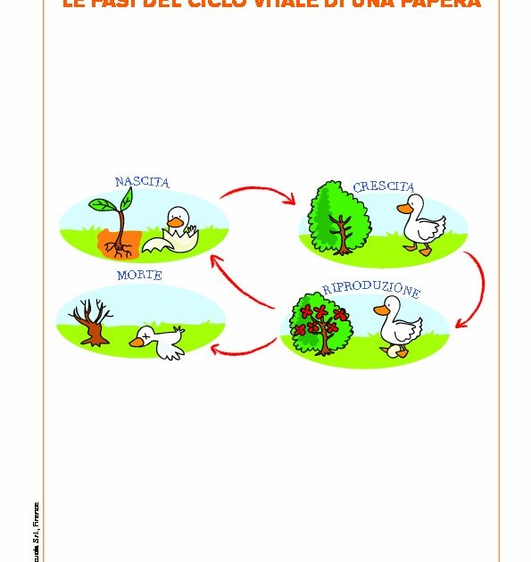 Fasi Del Ciclo Di Vita Umano Per Bambini Benvenuti Al Mondo. Un