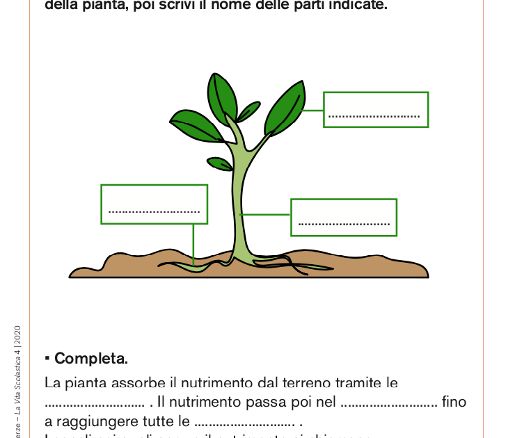 Come si nutrono le piante | Giunti Scuola