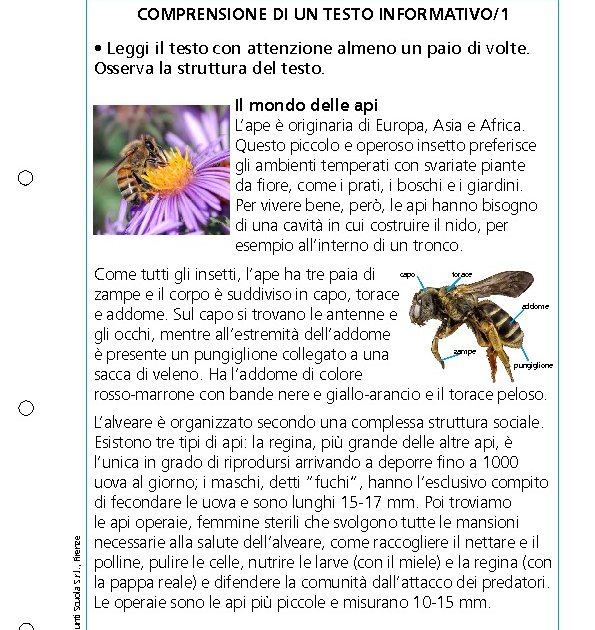 Comprensione di un testo informativo | Giunti Scuola