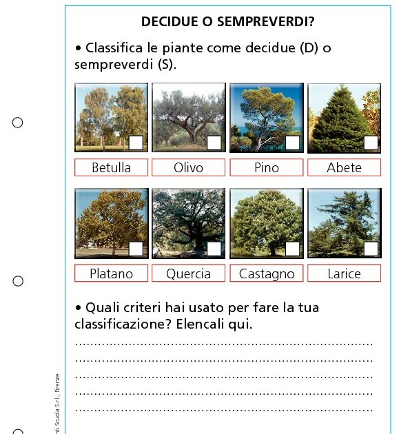 Decidue o sempreverdi? | Giunti Scuola