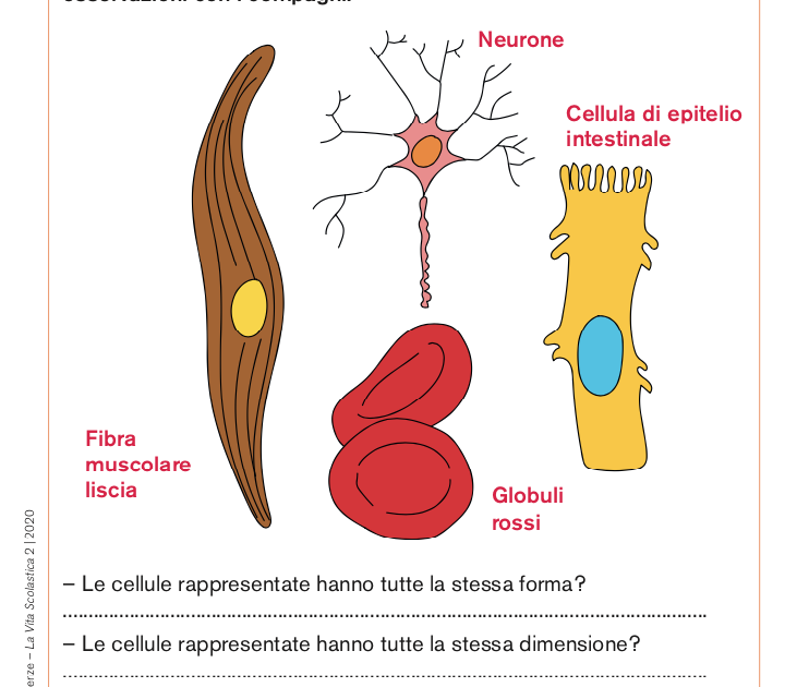 Diversi tipi di cellule | Giunti Scuola