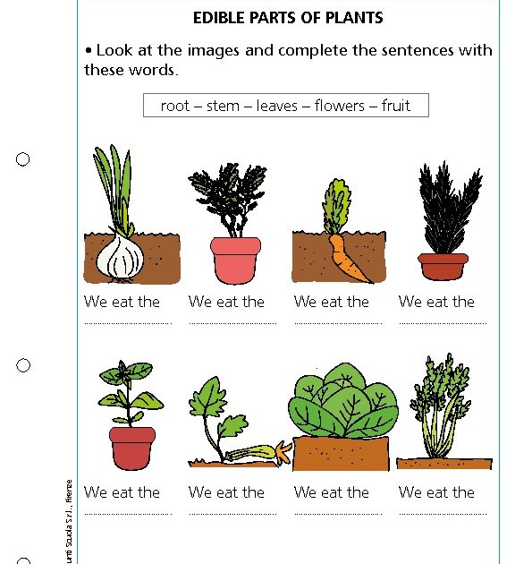 Edible parts of plants | Giunti Scuola