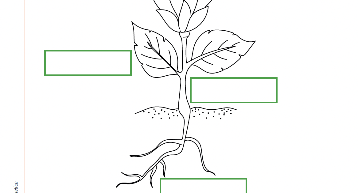 Le parti della pianta | Giunti Scuola