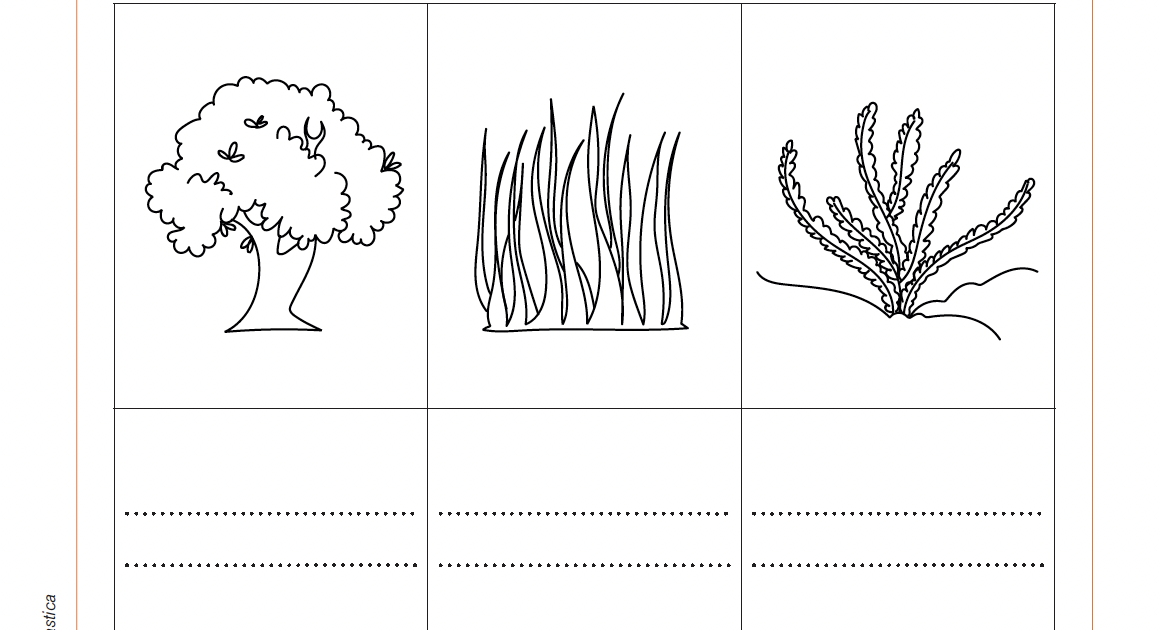 Albero, arbusto o pianta erbacea? | Giunti Scuola
