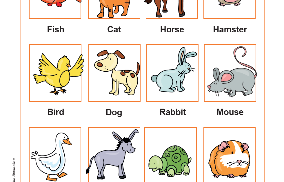 Flashcards Pets | Giunti Scuola