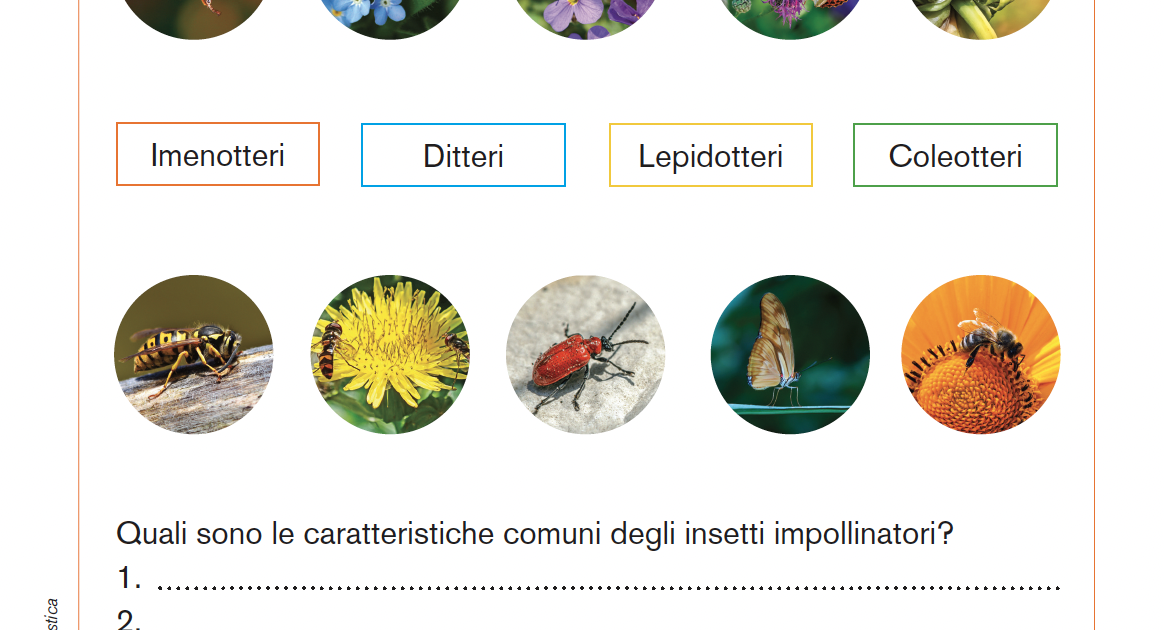 Insetti impollinatori | Giunti Scuola