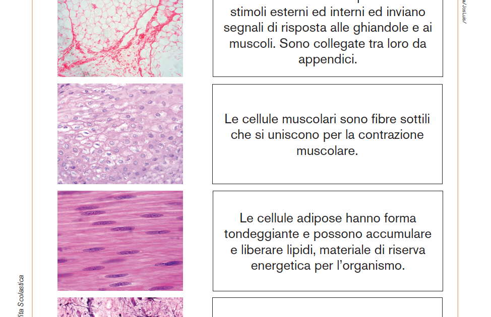 Cellule: struttura e funzione | Giunti Scuola