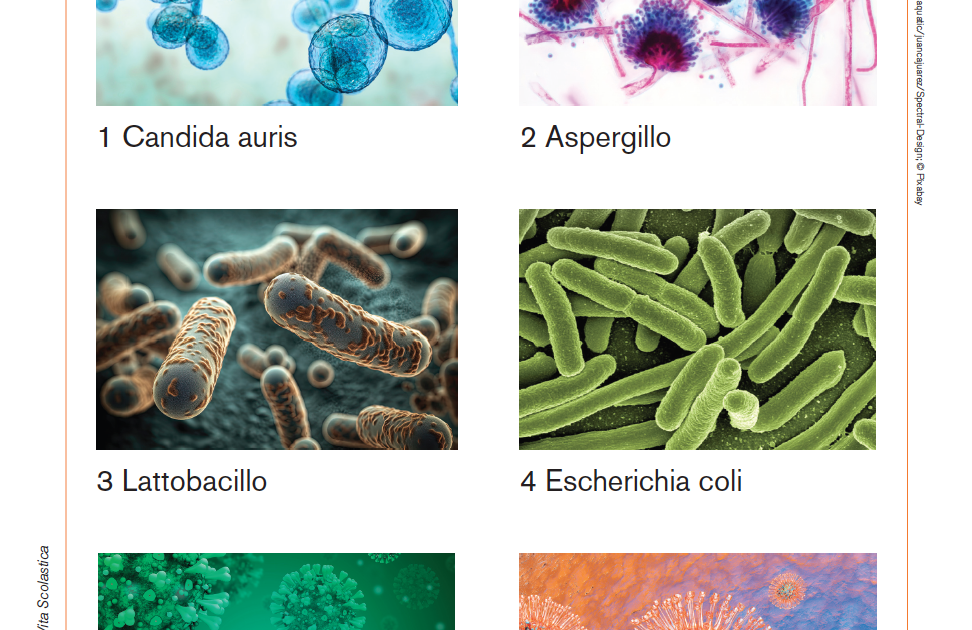 Microrganismi al microscopio | Giunti Scuola