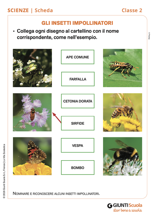 Gli insetti impollinatori | Giunti Scuola