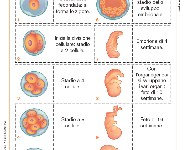 Stadi di sviluppo embrionale e fetale | Giunti Scuola