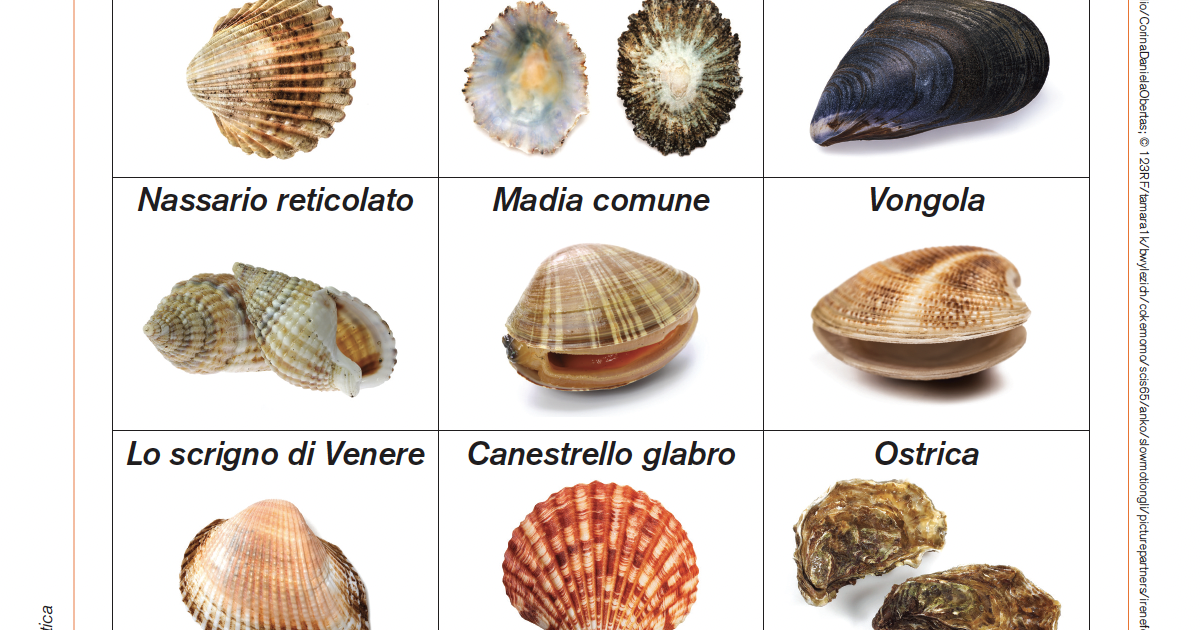 Classifichiamo le conchiglie | Giunti Scuola