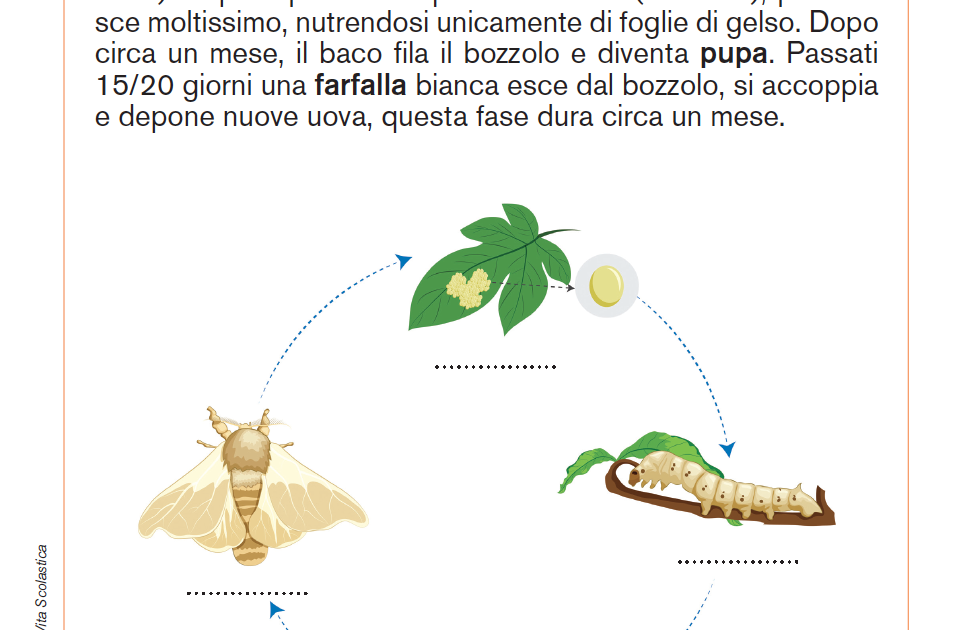 Il ciclo vitale del baco da seta | Giunti Scuola