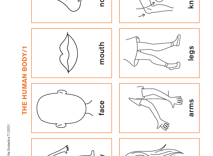 Flashcards: The human body | Giunti Scuola