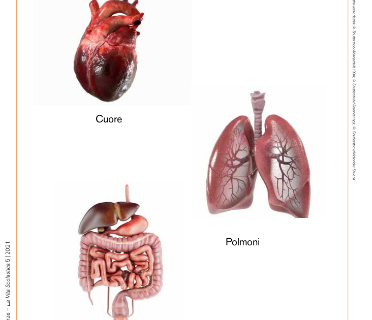Gallery: Gli organi | Giunti Scuola