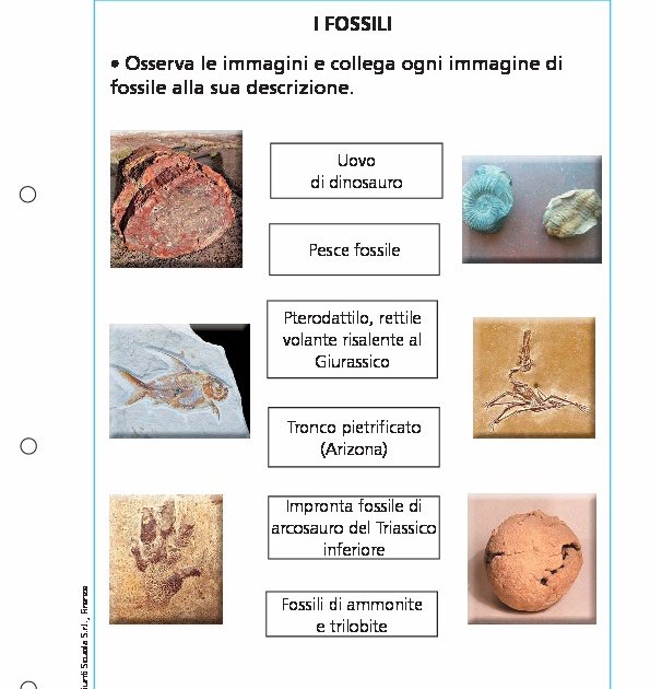 I fossili | Giunti Scuola
