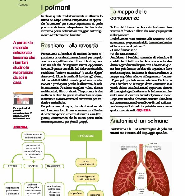 I polmoni | Giunti Scuola