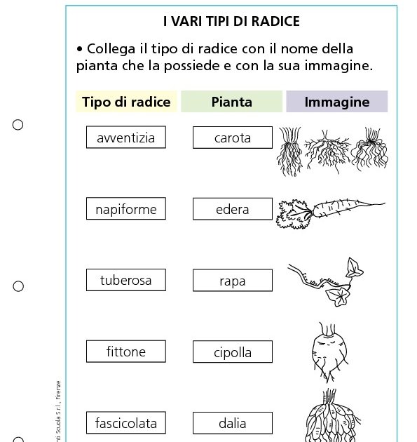 I vari tipi di radice | Giunti Scuola