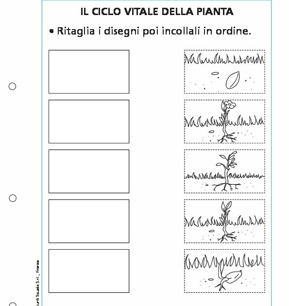 Il ciclo vitale di una pianta Mind Map
