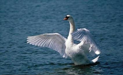Il cigno | Giunti Scuola