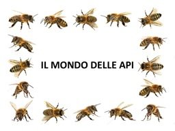 Il mondo delle api | Giunti Scuola