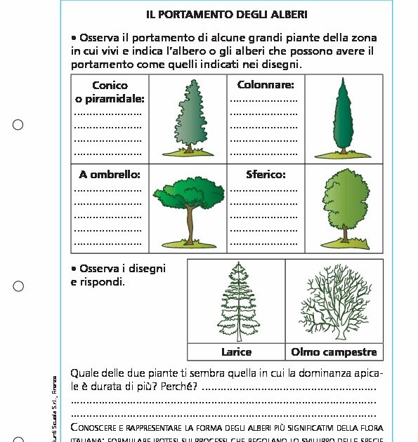 Il portamento degli alberi | Giunti Scuola