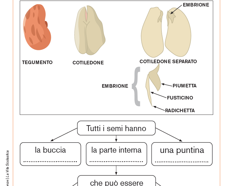 Il seme di fagiolo e altri semi | Giunti Scuola