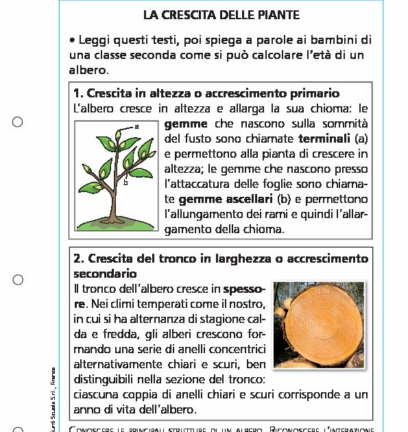 La crescita delle piante | Giunti Scuola