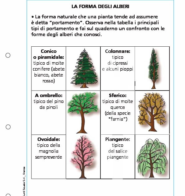La forma degli alberi | Giunti Scuola