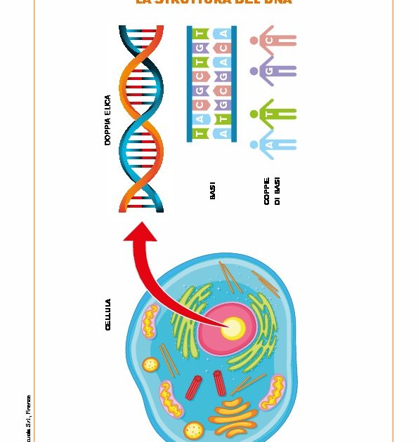 La struttura del DNA | Giunti Scuola