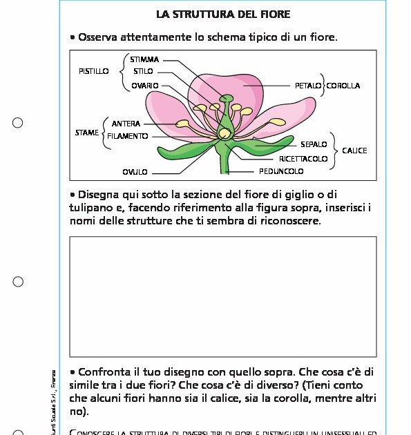 La struttura del fiore | Giunti Scuola
