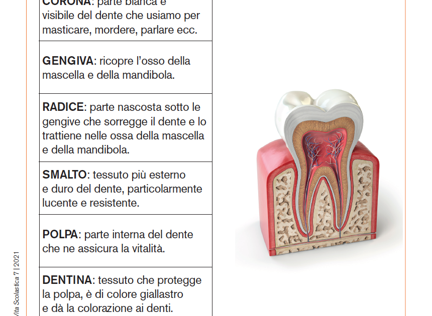 La struttura di un dente/2 | Giunti Scuola