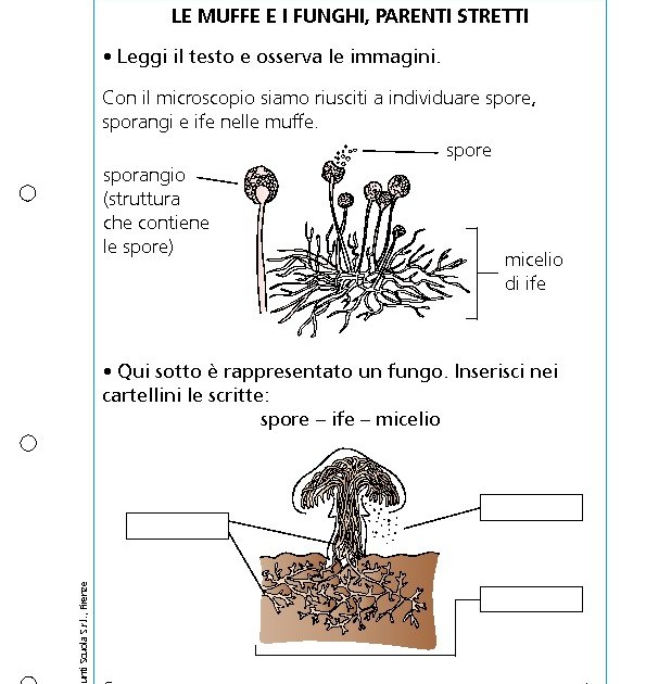 Le muffe e i funghi, parenti stretti | Giunti Scuola