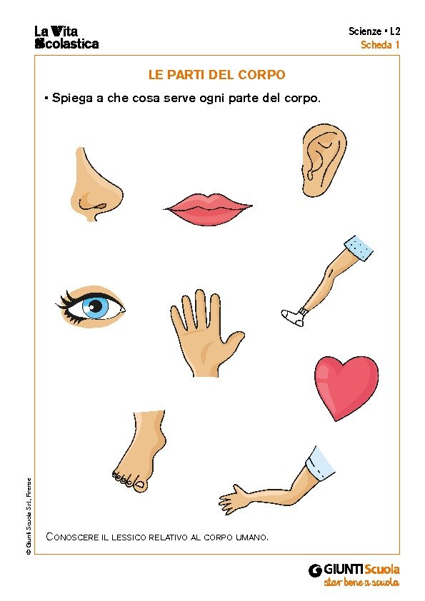 Immagini Parti Del Corpo Le Parti Del Corpo In Inglese: Schede Per La