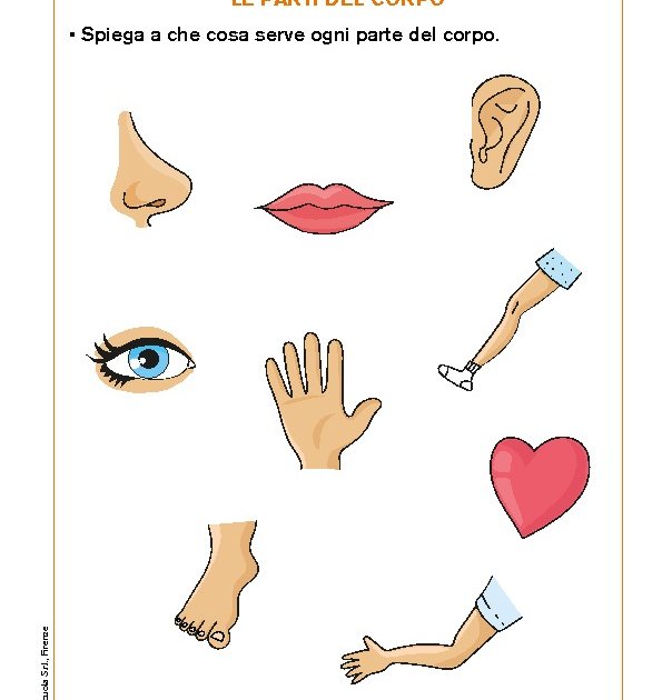 Le parti del corpo | Giunti Scuola