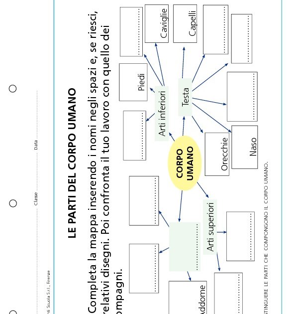 Parti Del Corpo Umano Della Ragazza Disegni Corpo Umano Vettoriali,