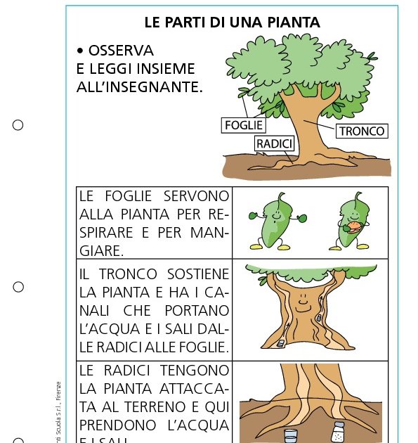 Parti Di Una Pianta Per Bambini LE PARTI DI UNA PIANTA