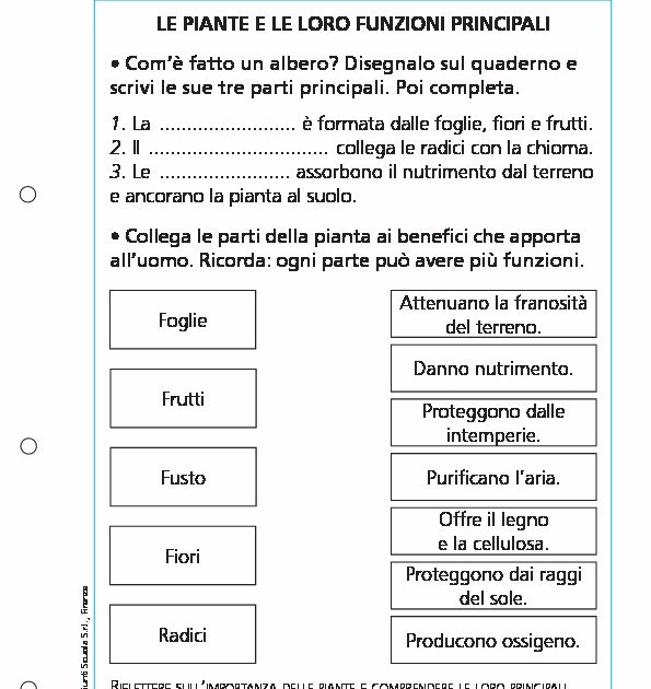 Le piante e le loro funzioni principali | Giunti Scuola