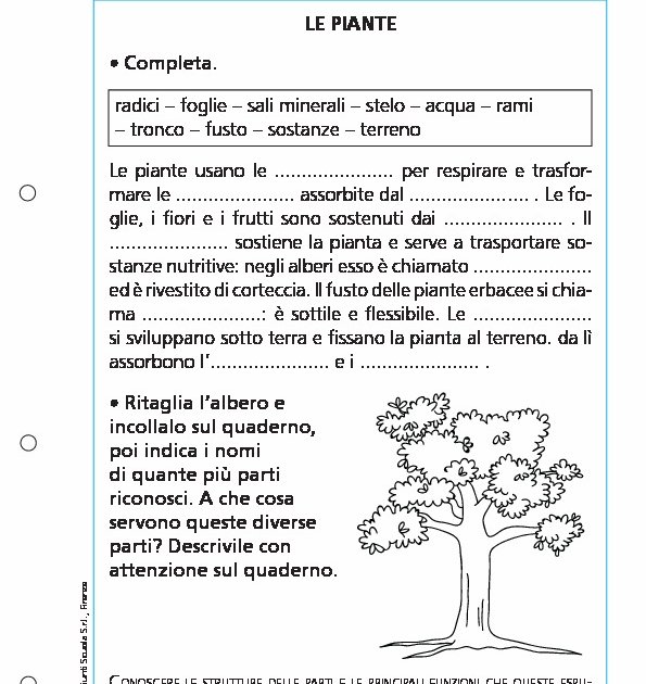 Le piante | Giunti Scuola