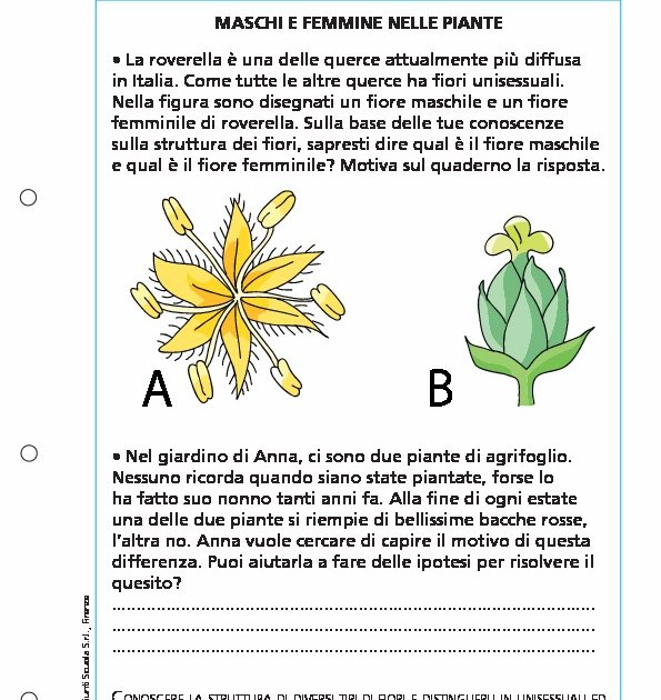 Maschi e femmine nelle piante | Giunti Scuola