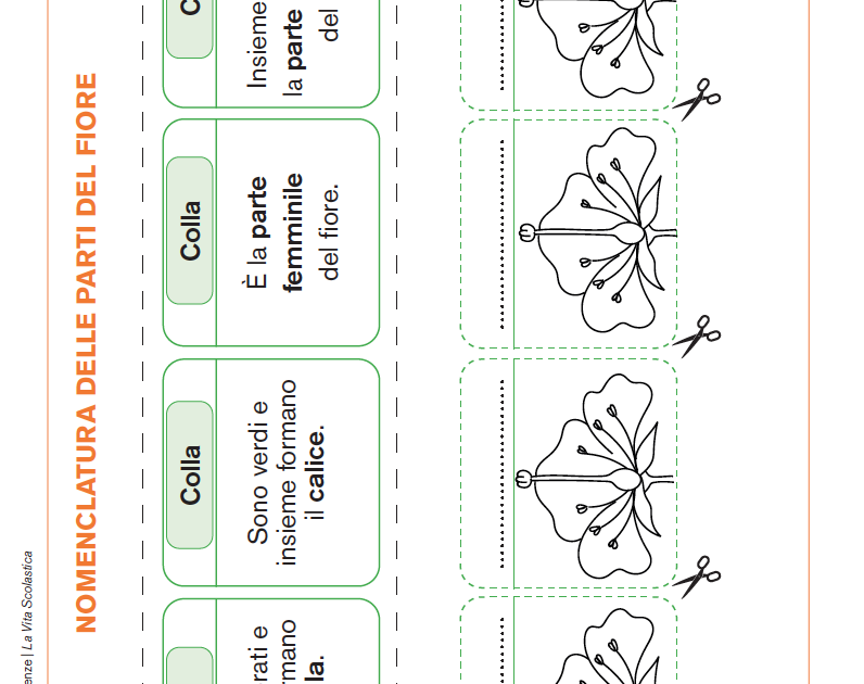 Nomenclatura delle parti del fiore | Giunti Scuola