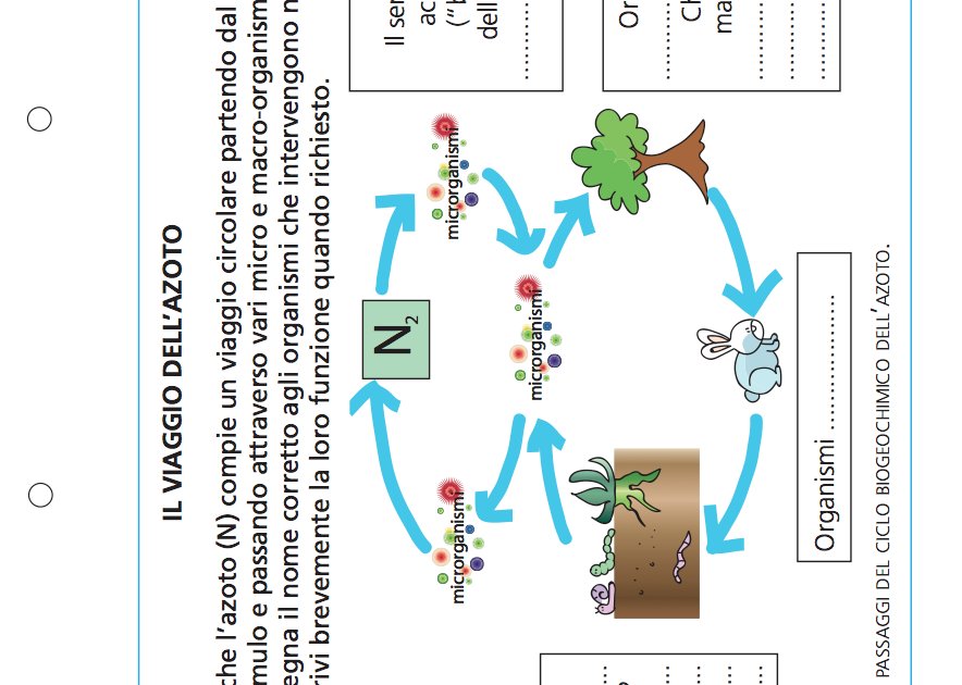 Ciclo Dell'azoto Vuoto