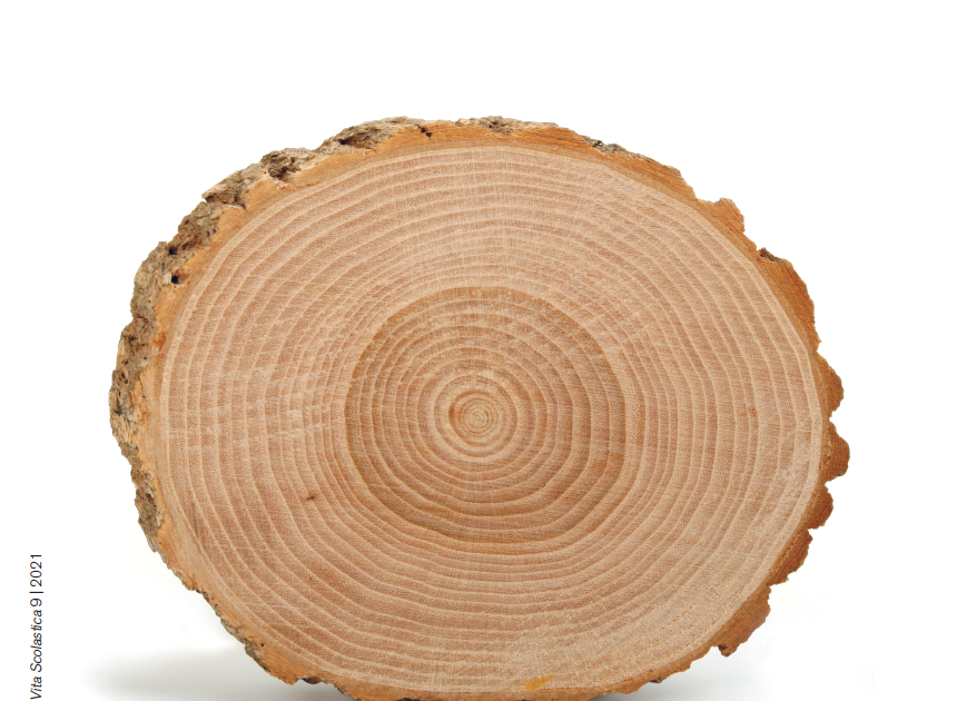 Sezione di un tronco d’albero | Giunti Scuola