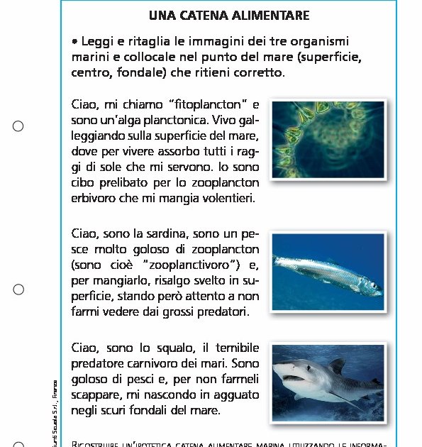 Una catena alimentare | Giunti Scuola