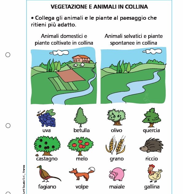 Vegetazione e animali in collina | Giunti Scuola
